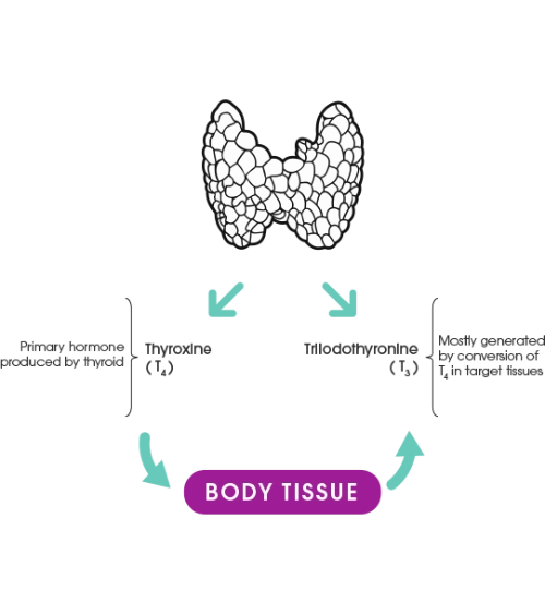 What is the thyroid gland? | THYROGEN® (thyrotropin alfa) for Injection