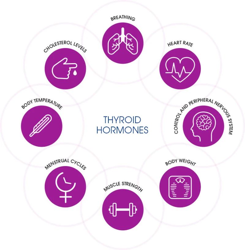 What is the thyroid gland? | THYROGEN® (thyrotropin alfa) for Injection