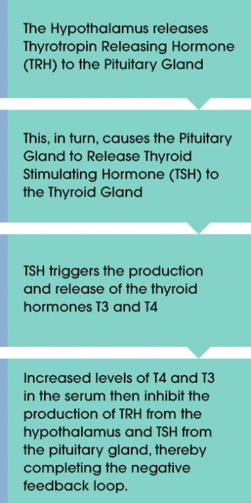 What is the thyroid gland? | THYROGEN® (thyrotropin alfa) for Injection
